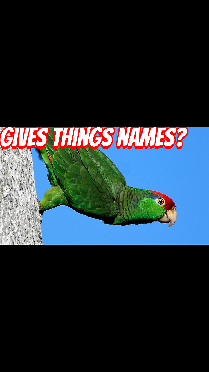 The Naming Parrots!