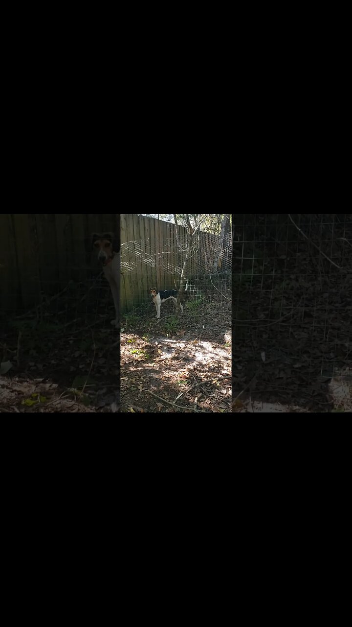 Caught Parker Outside The Fence Pt 1 #busted #dogs