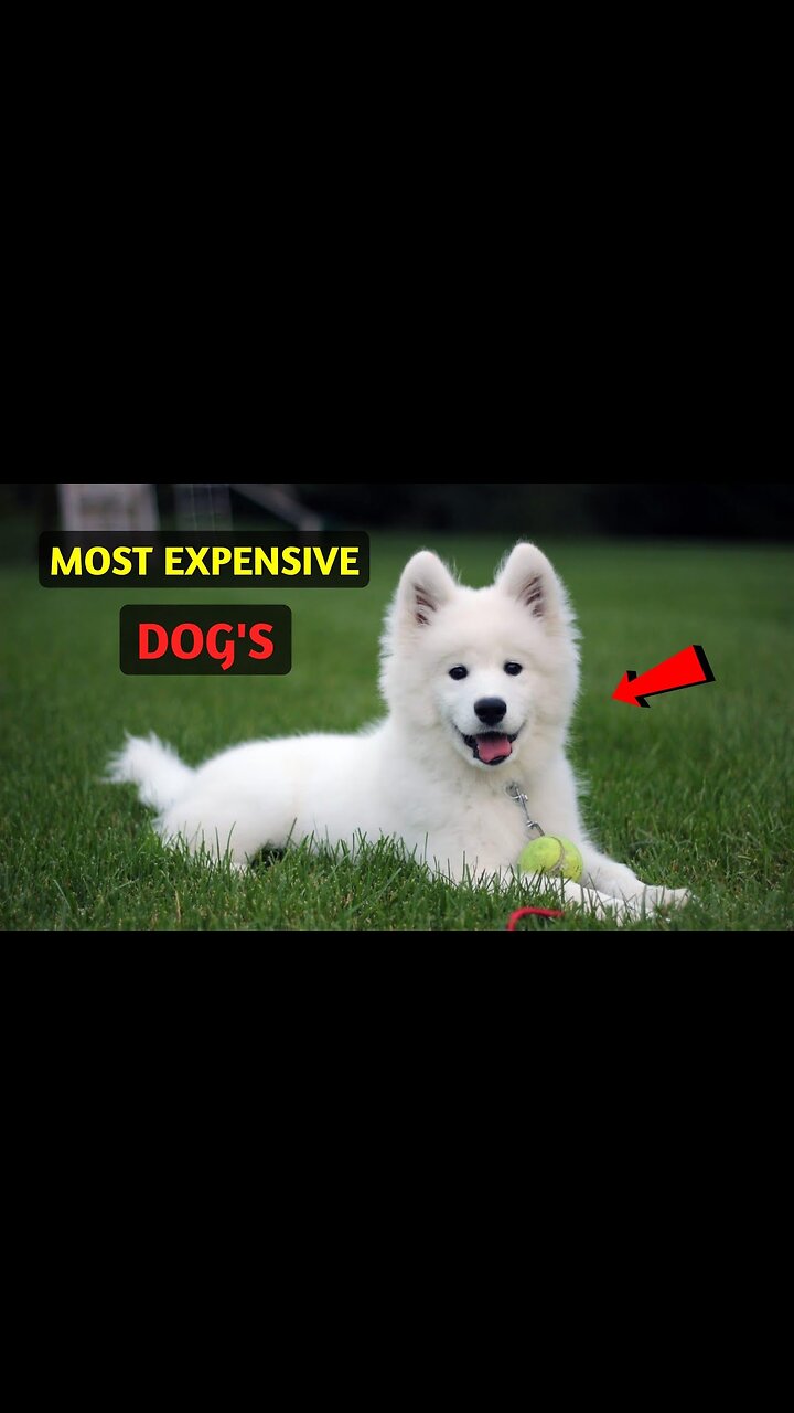 TOP 5 MOST EXPENSIVE DOG'S IN THE WORLD #shorts #dog #facts #animals #love