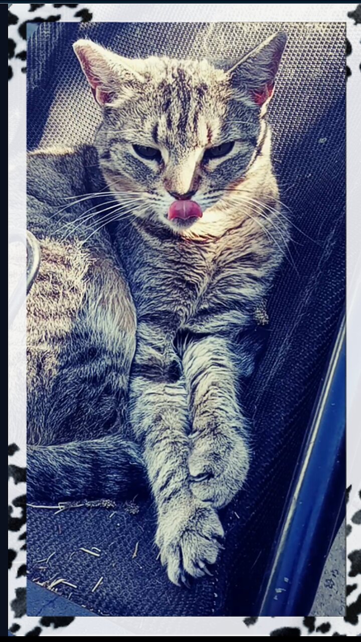 "Harmony Bliss X Biscuits X Yawns 🐾🐱 ️‍🔥💫🎶🎼 Come See