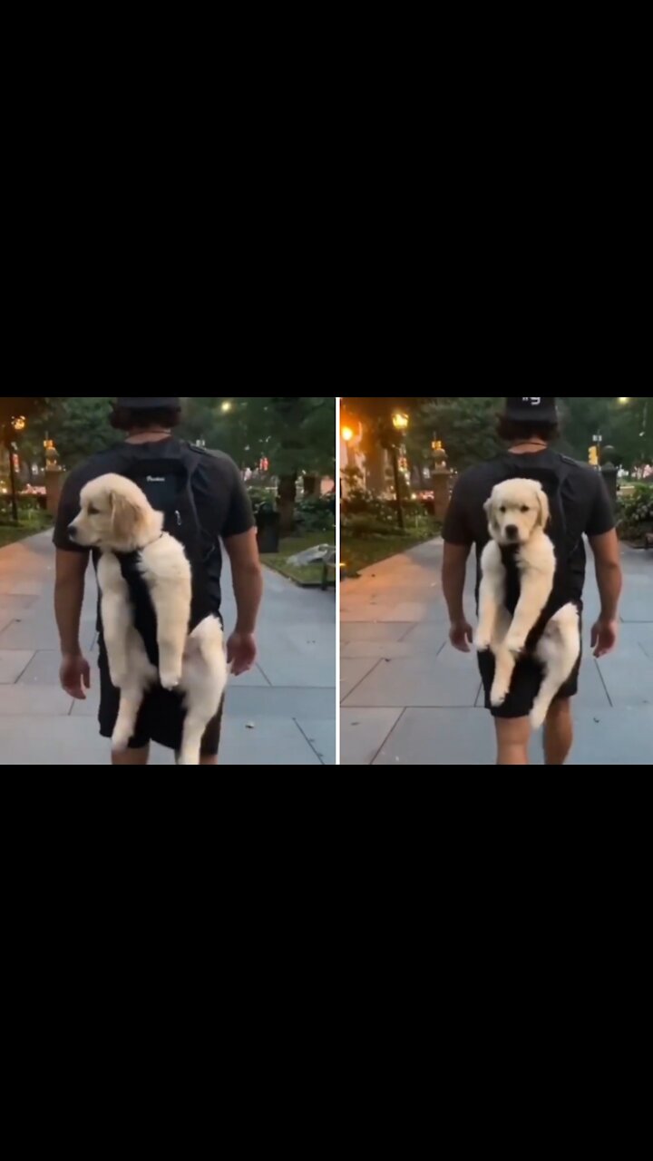 This is the cutest Dog ever🐕