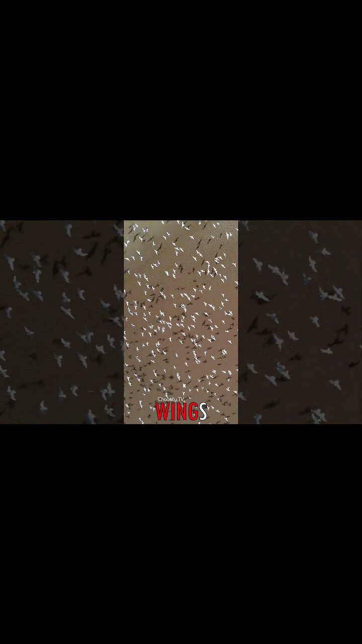 🐧 #WINGS - Aerial Poetry: Birds' Interlacing Wings in Mesmerizing ...