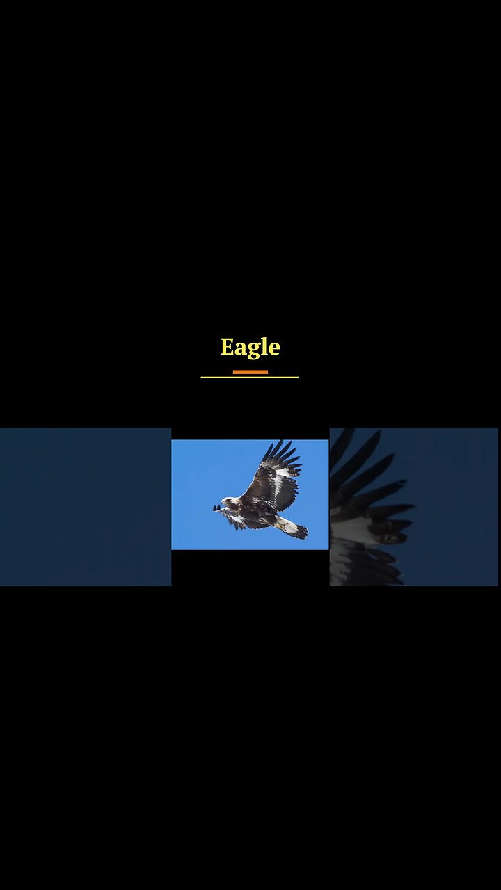 Dove, Eagle, Vulture #shorts #biblefacts