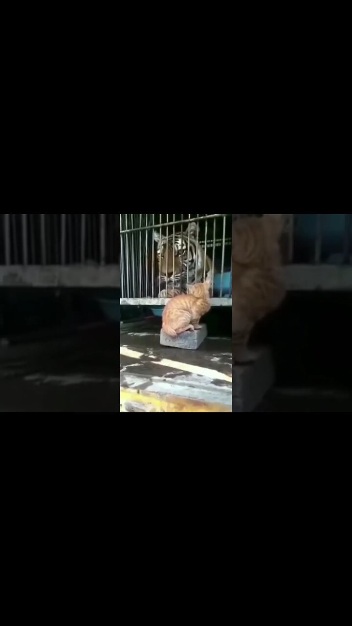 Angry Kitty #Shorts 🧐