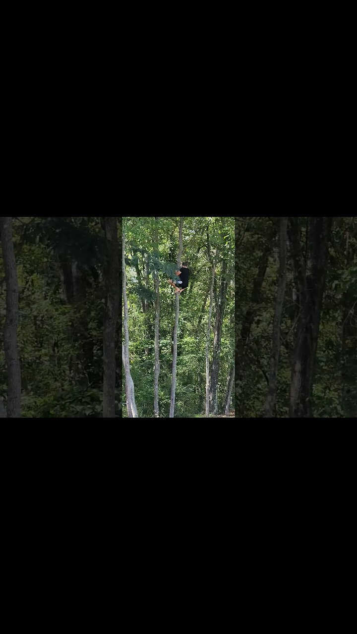 My highest barefoot tree trunk climb