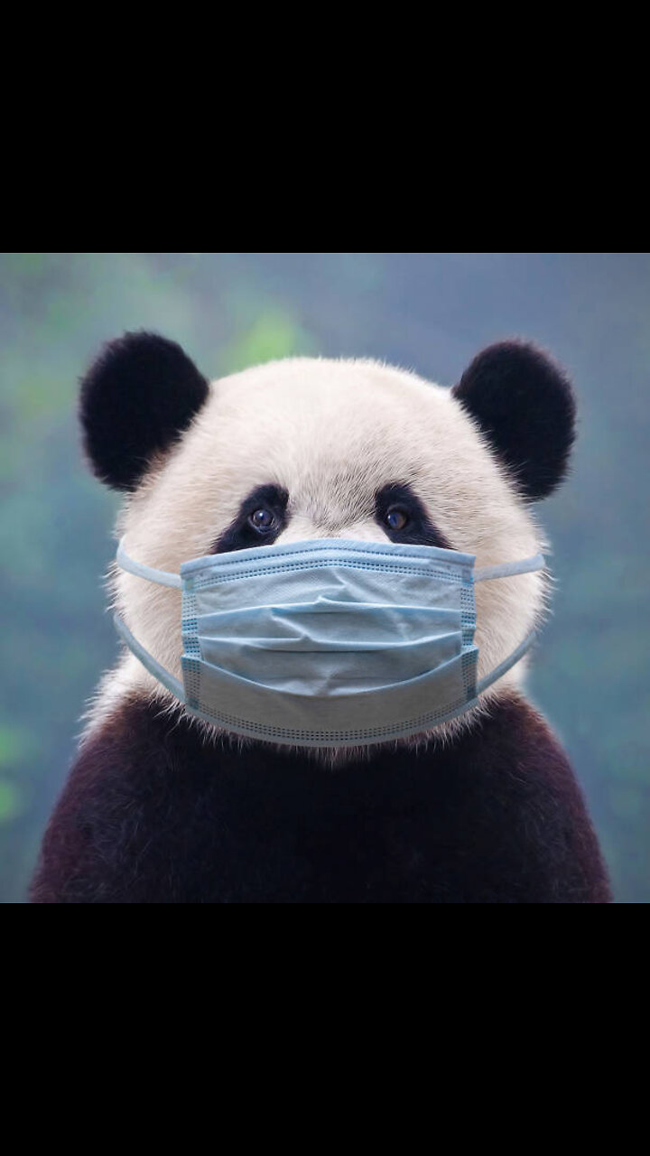 Panda attitude | Panda funny moments | Panda impression