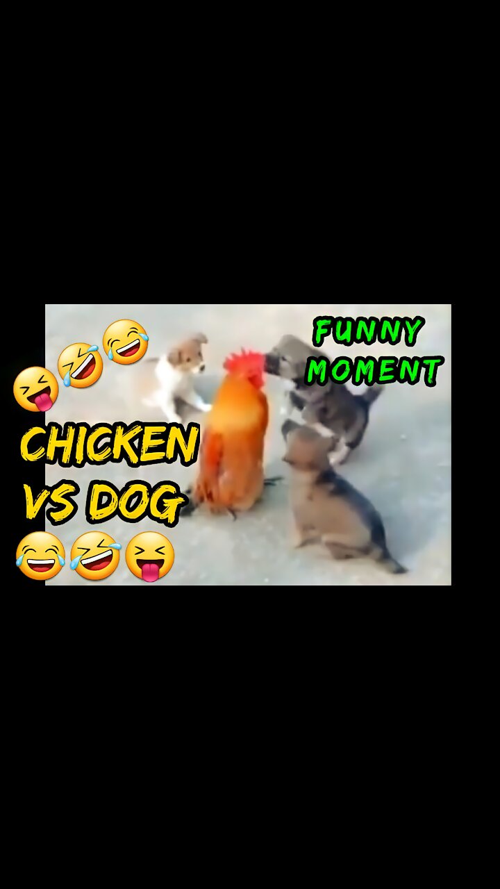 chicken vs dog part 3, funny moment
