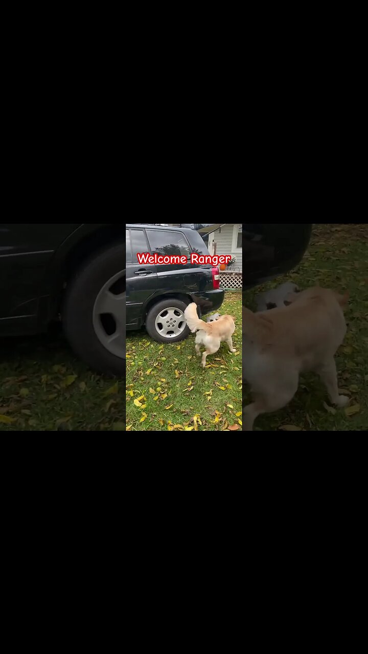 Welcome Ranger , Sailor’s New Little Brother. #cavapoopuppy #prepperboss