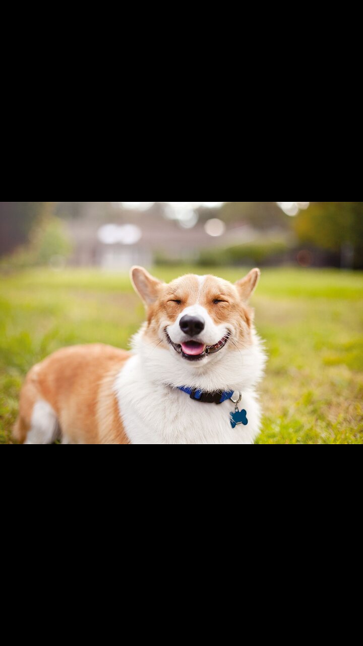 windows XP funny dog Reaction