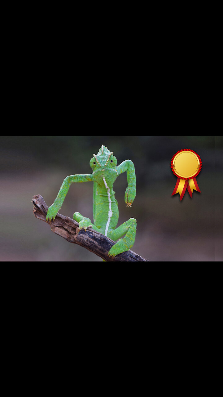 ANIMALS GONE WILD! - Hilarious Wildlife Photos [2021 Award Winners!]