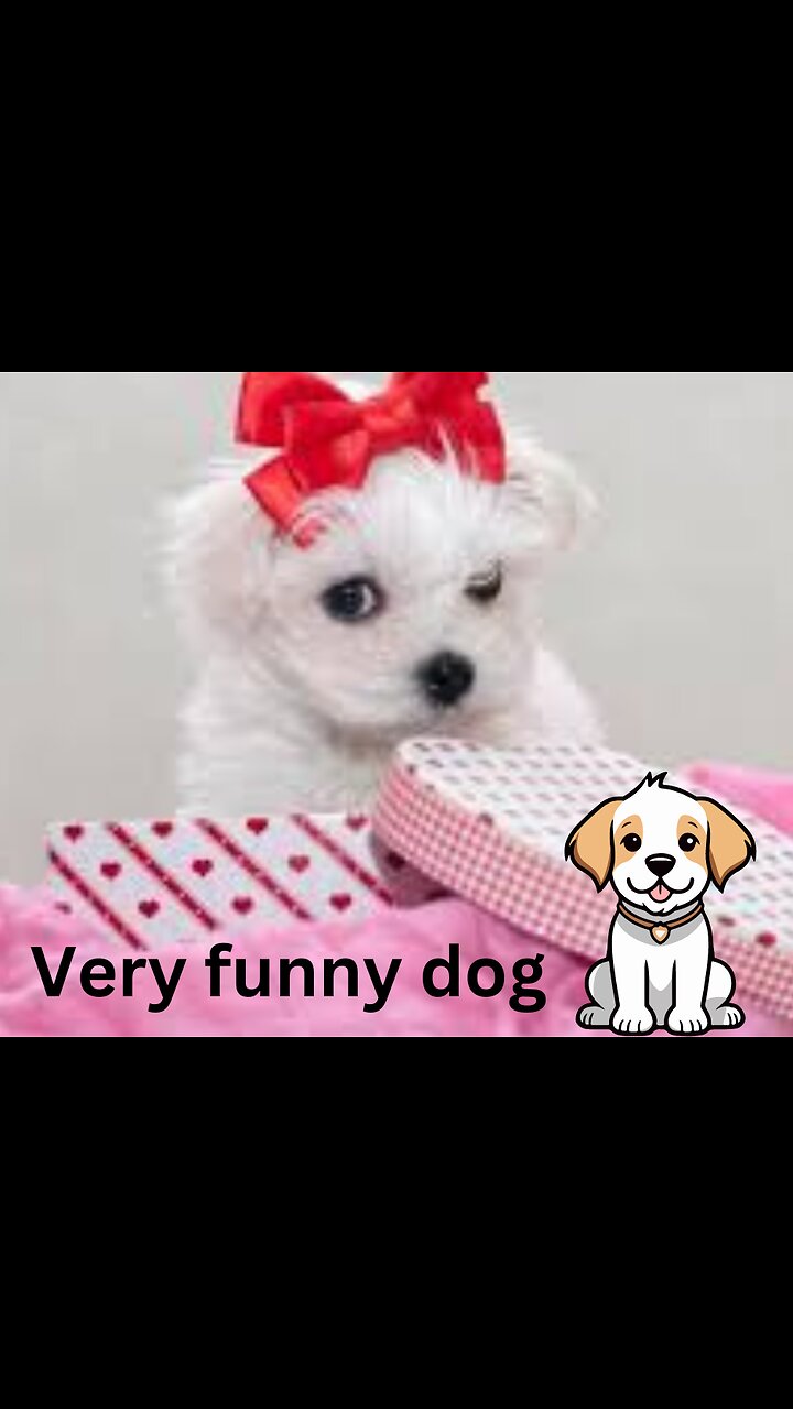 Unleash the Laughter with Hilarious Dog Videos and Memes