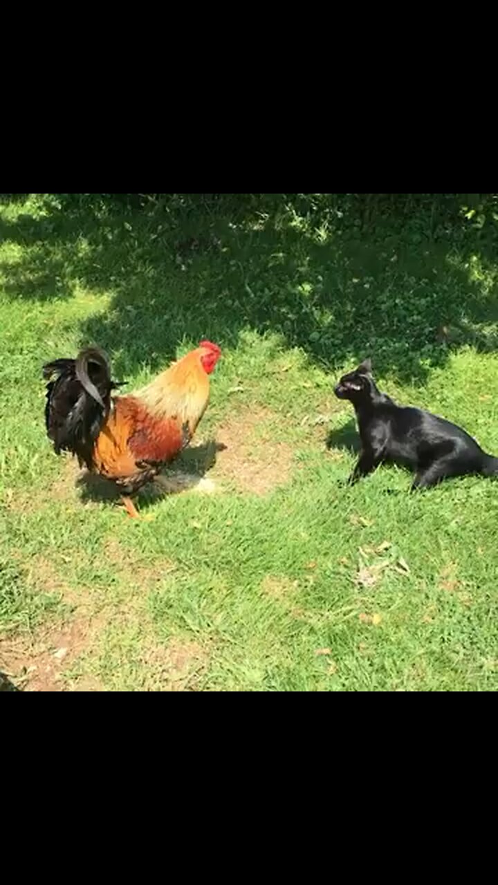 Funny Cat vs Rooster