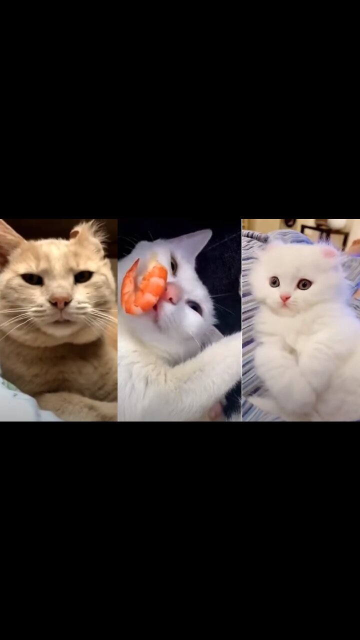 Best Cat TikToks 😍 Cat Memes Compilation😎