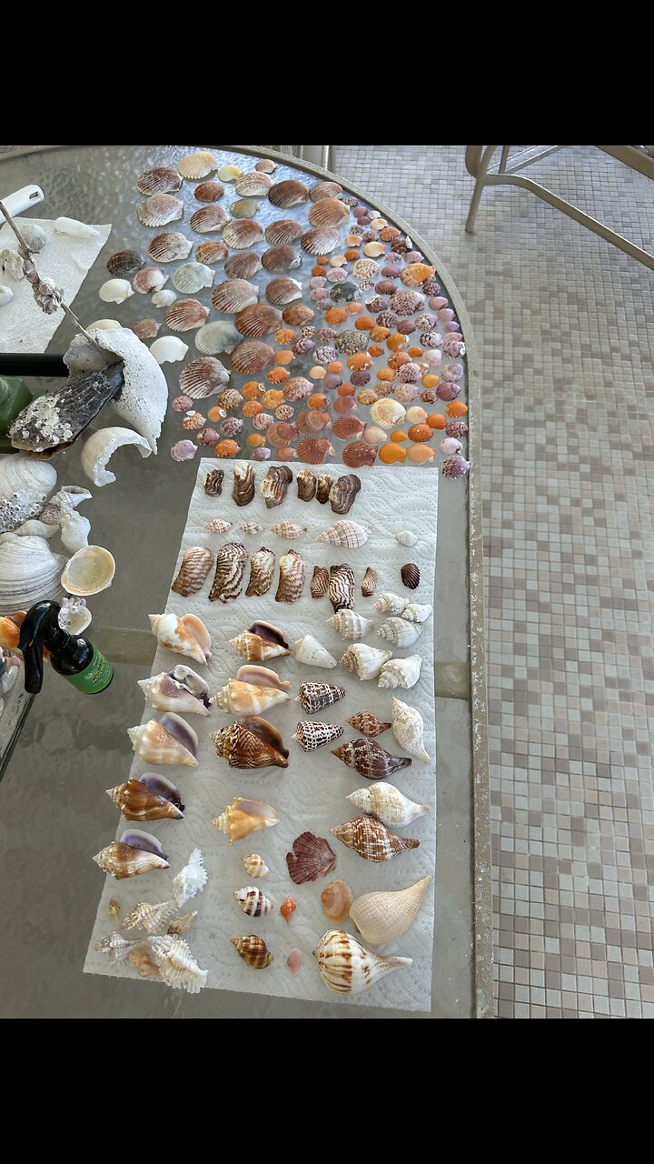 Dipped Sea Shells In Acid Now Available! | 4K