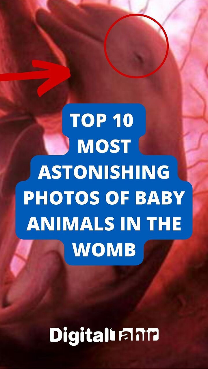 Top 10 Most Astonishing Photos Of Baby Animals In The Womb