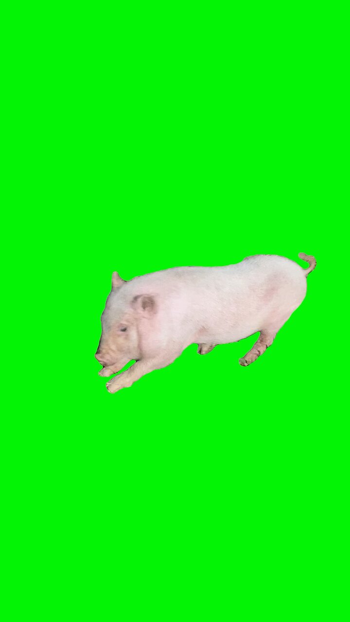 Pig Dancing To Bow Bow Bow | Green Screen