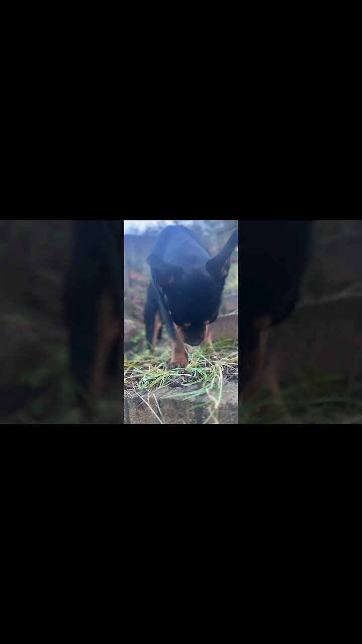 Rottweiler 🐶 #shorts #asmr #pets #dog #rottweiler