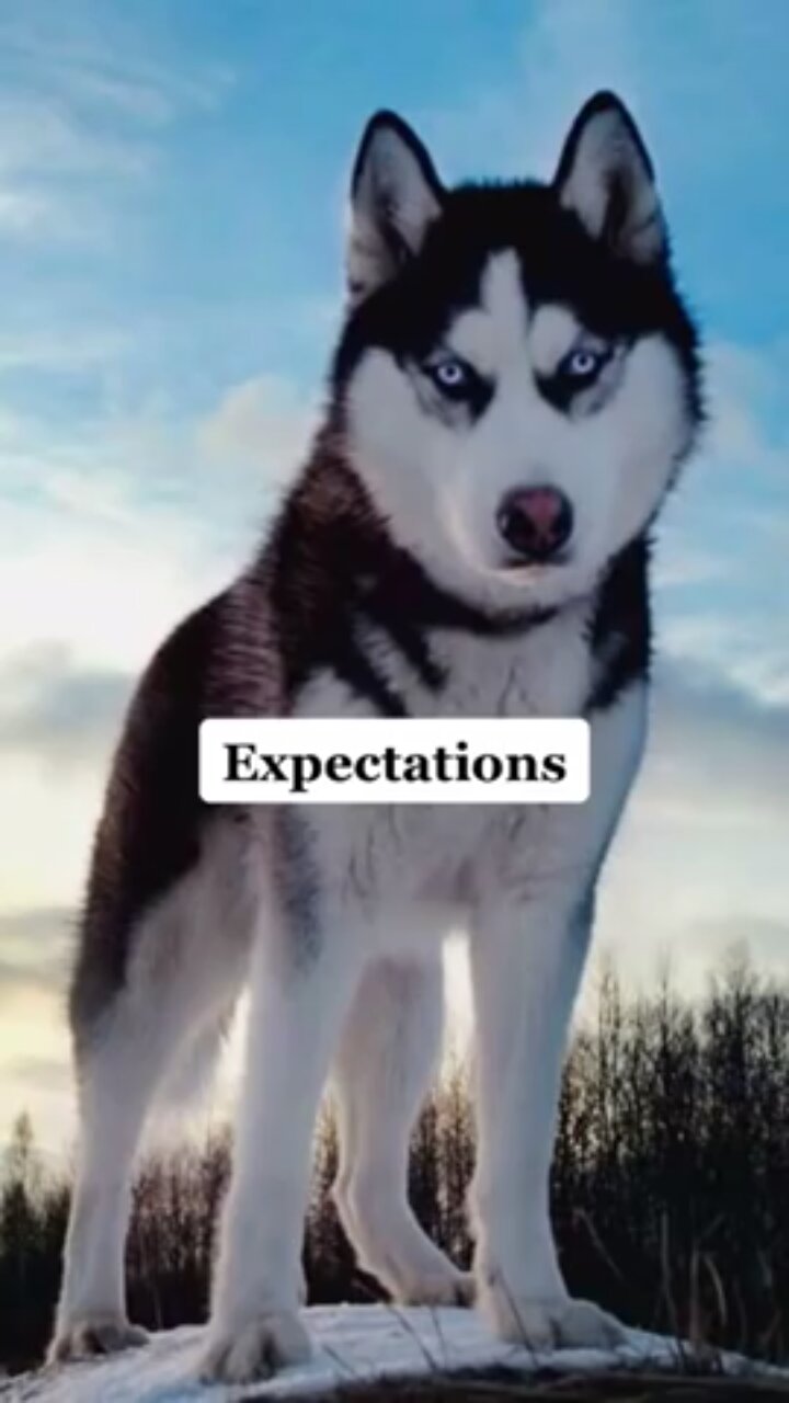 Dogs : Expectation Vs Reality