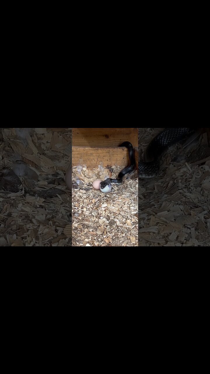 Snake 🐍 eats chicken 🐓 egg 🥚 part 2 #homesteading #garden #animal #pigs ...