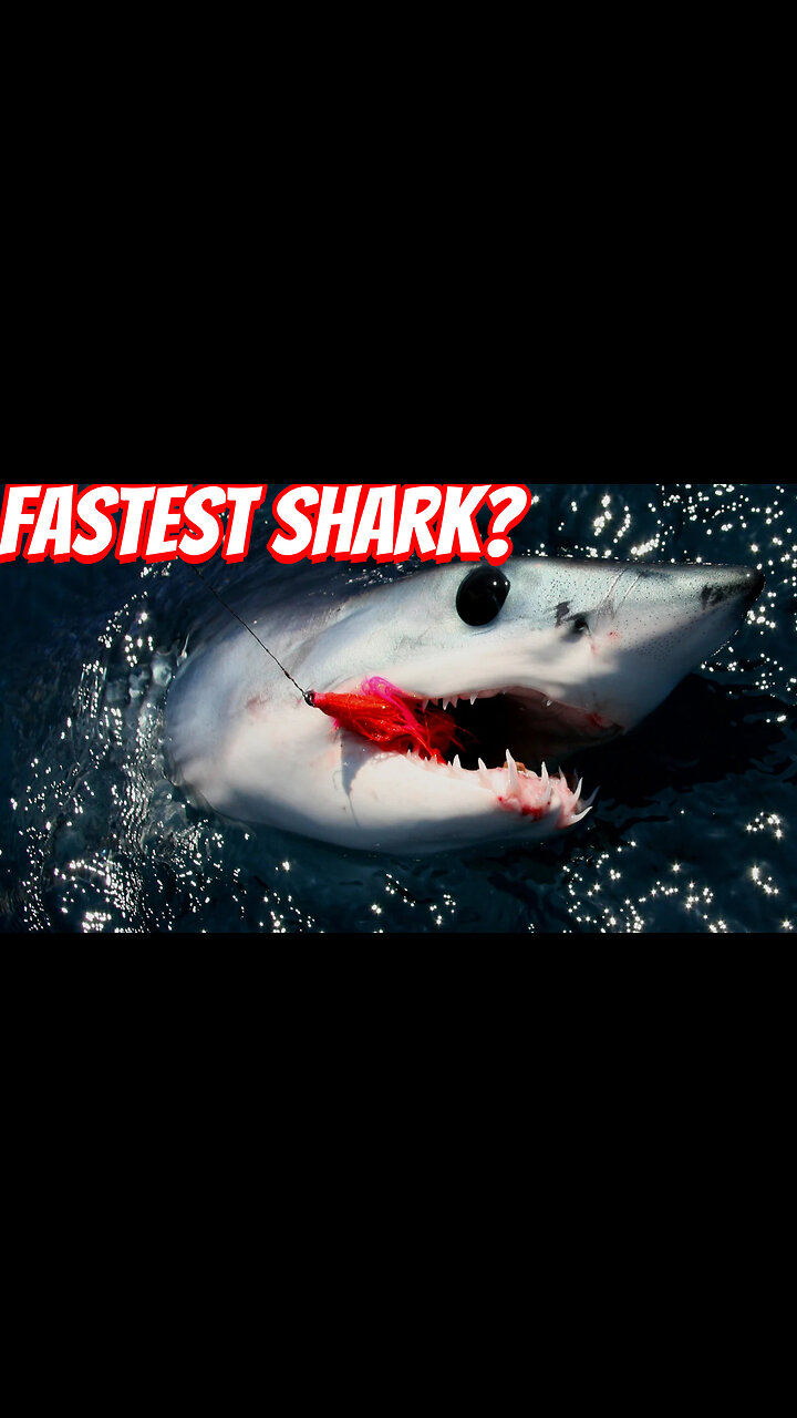 How Fast IS The mako shark?