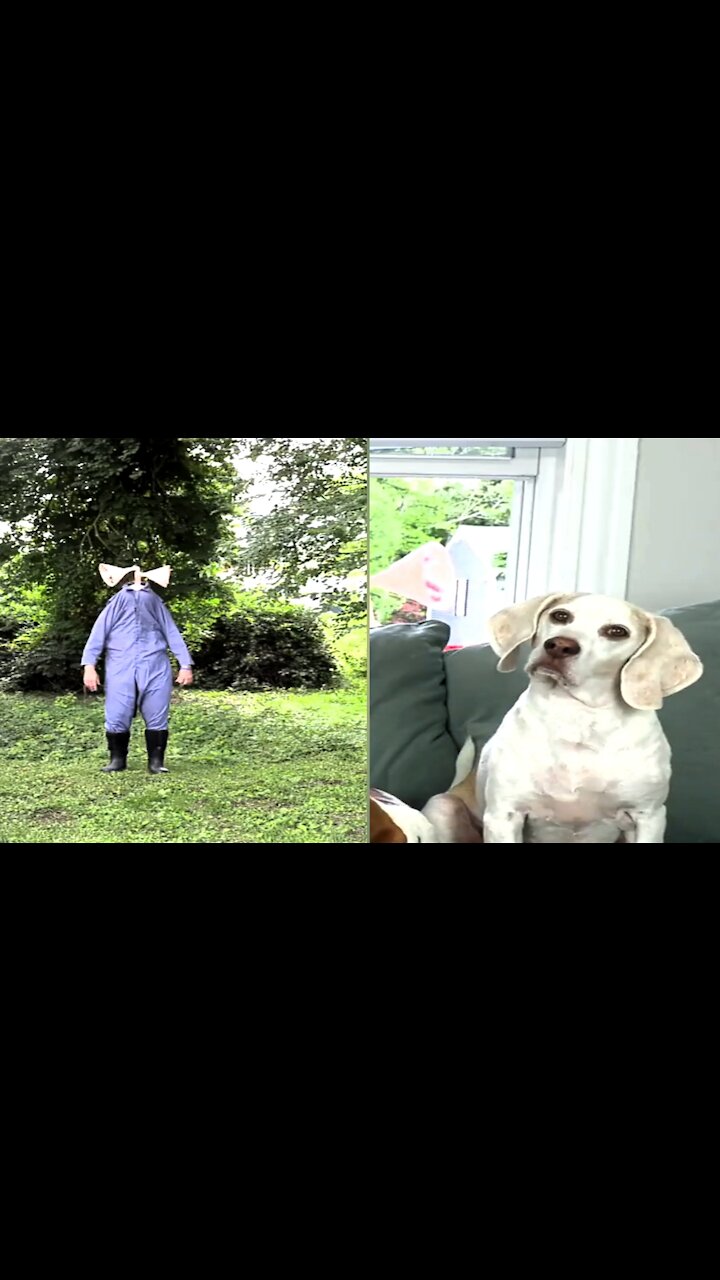 Funny dogs reaction! || Funny dog Reaction