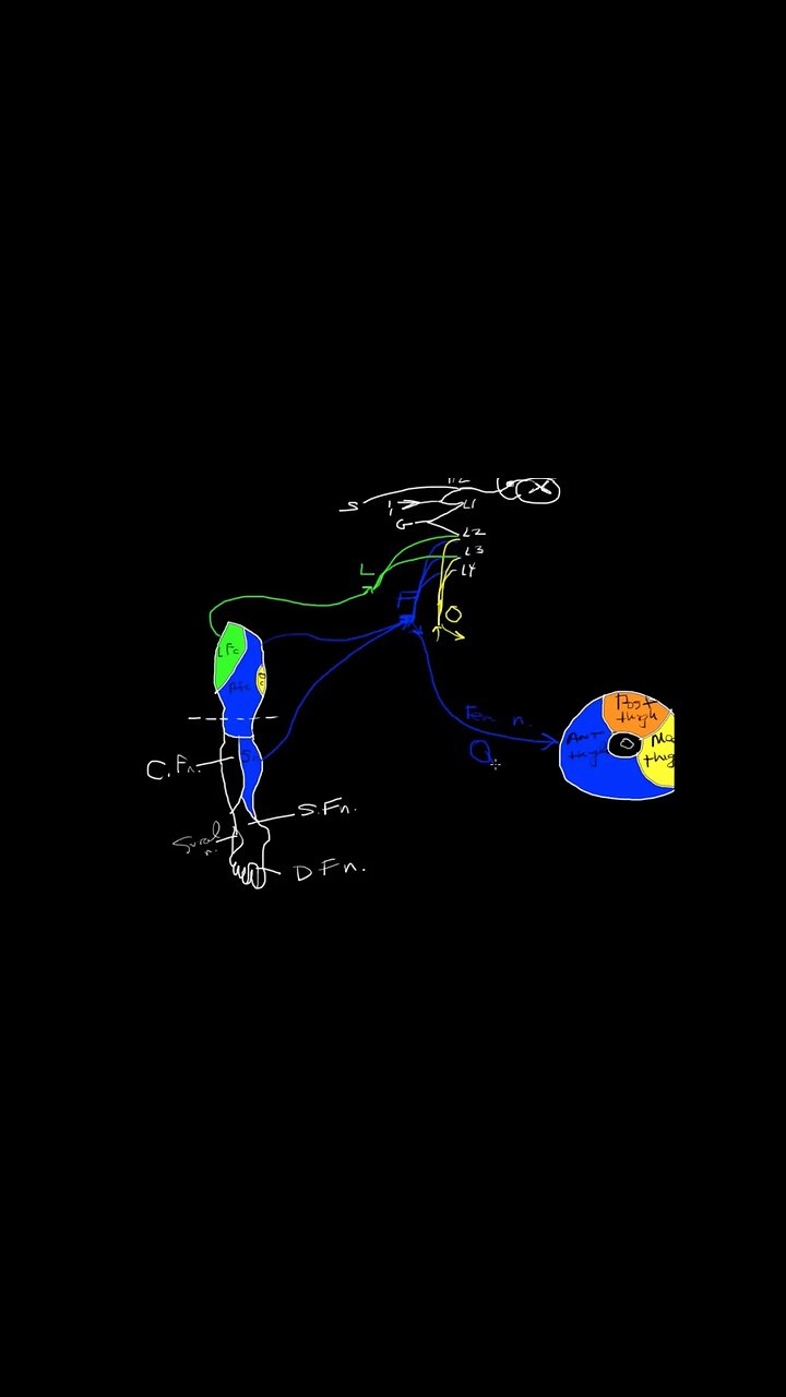 Lumbar plexus tutorial