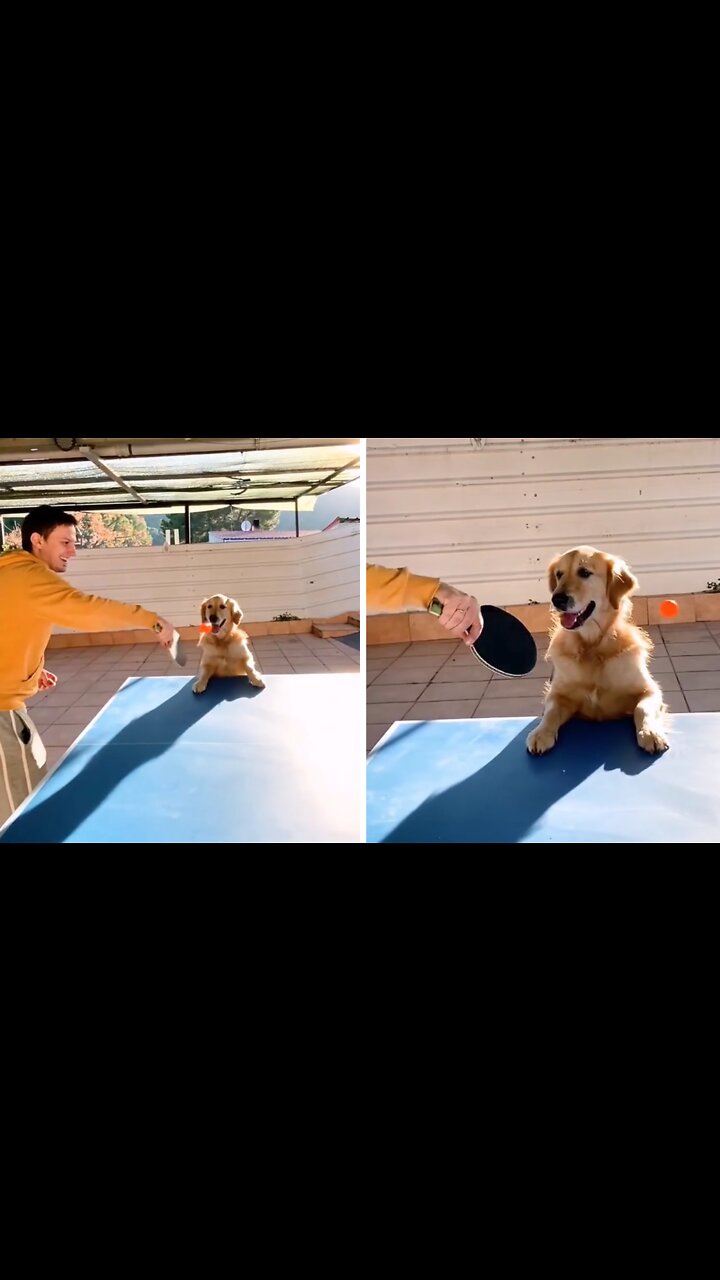 Playful Pup Just Wants To Join Owner's Ping-pong Game