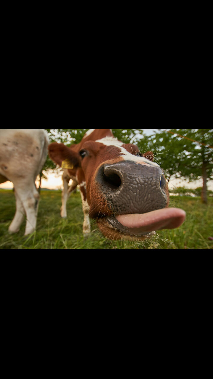 Hilarious Indian Street Cows_ Roadblock