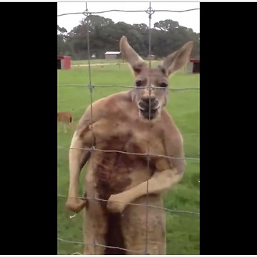 Tough Kangaroo On Steroids Flexes Muscles For Camera