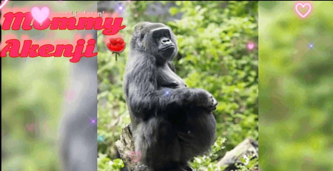 "Beautiful Mommy Gorilla 1st Pregnancy X Newborn Baby X Baby Ultrasound ...