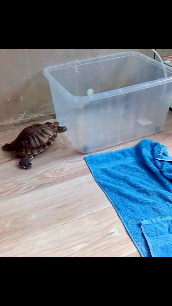 The turtle pushing a container