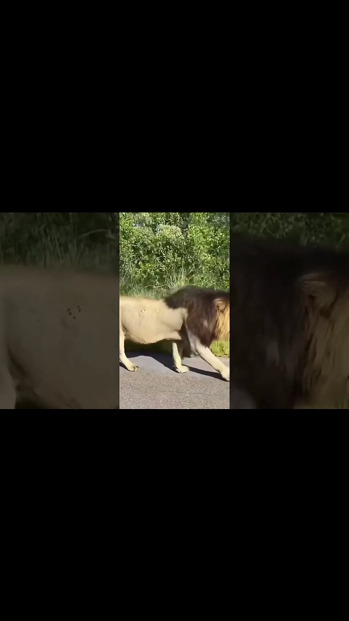 Hello Big Boy 🦁 #king #shorts