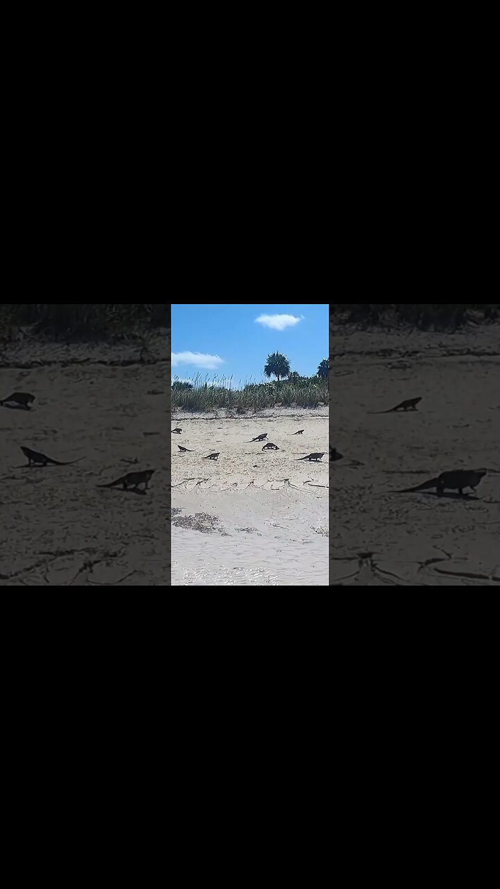 Wild Iguanas Take Over Allan Cay Beach Bahamas