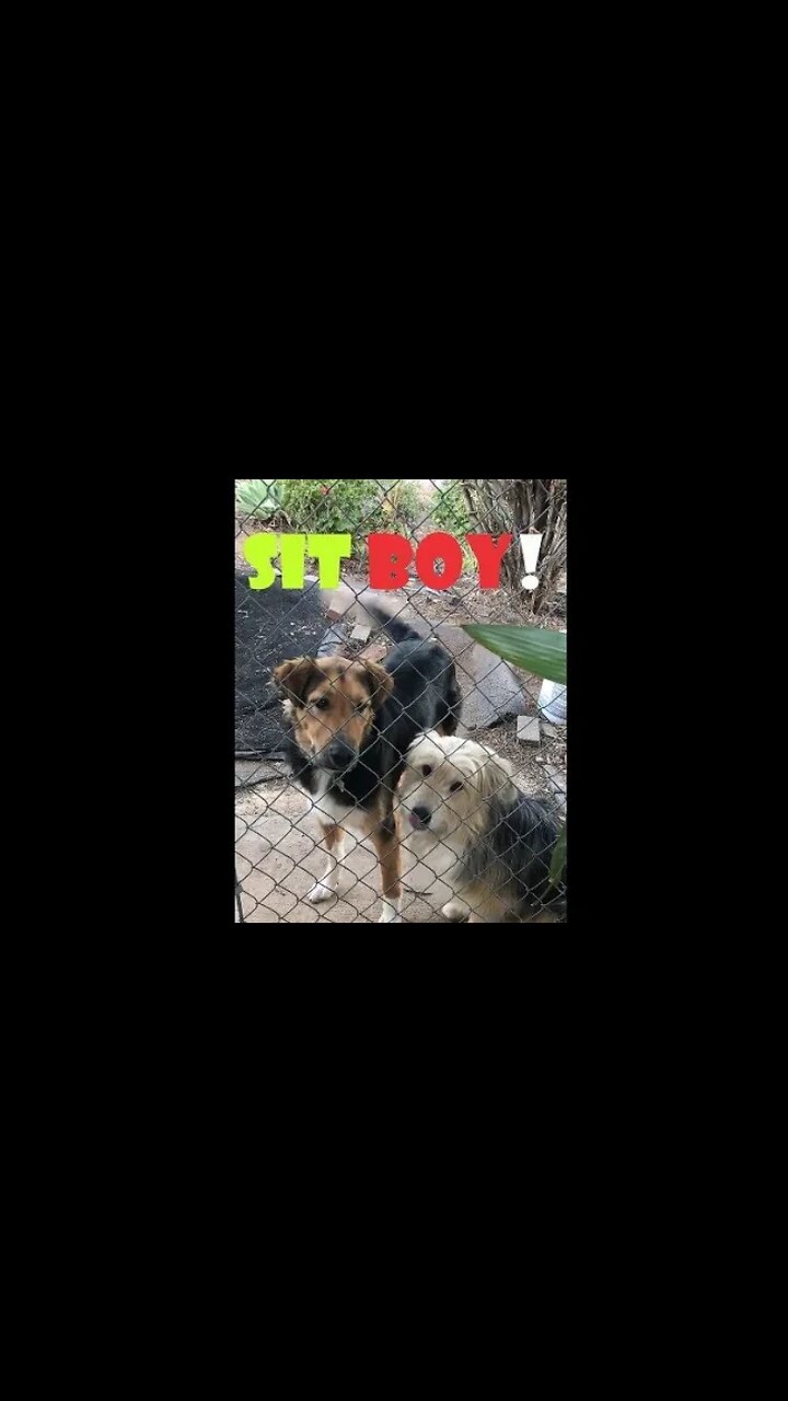 DOG Sit Command DIY | Super High Distractions | Dog Easy 101 Shepherds