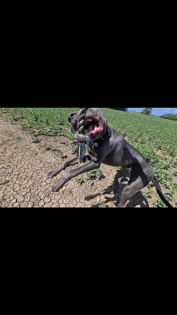 Bruce The Puppy Cane Corso 50 KG 110 Lbs 10.5 Months Old TUG OF WAR