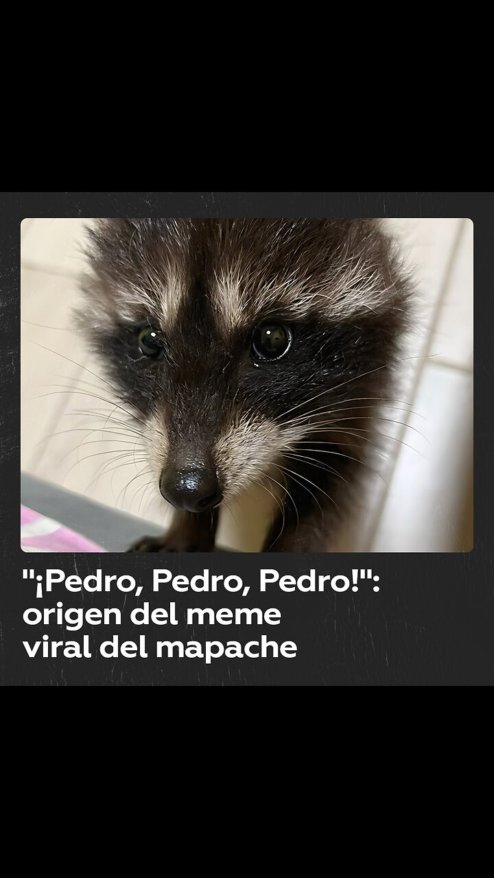 Pedro, Pedro, Pedro!”: De dónde salió el video viral de ‘Pedro, el mapache’
