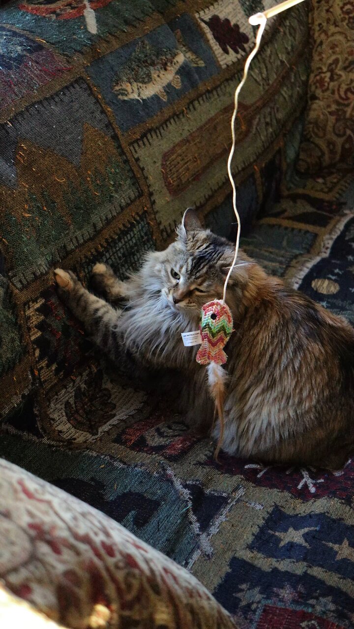 Leia Has a Cute Meow