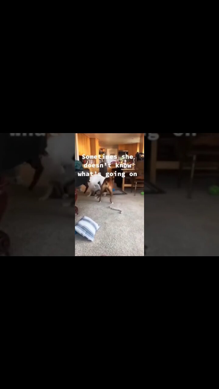 The one and only memes 😂 What are memes? #shorts #trending #dankmemes