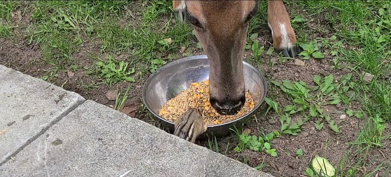 Deer and chipmunk incredibly share meal together