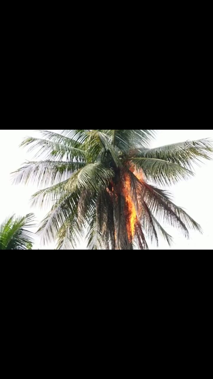 burning coconut tree