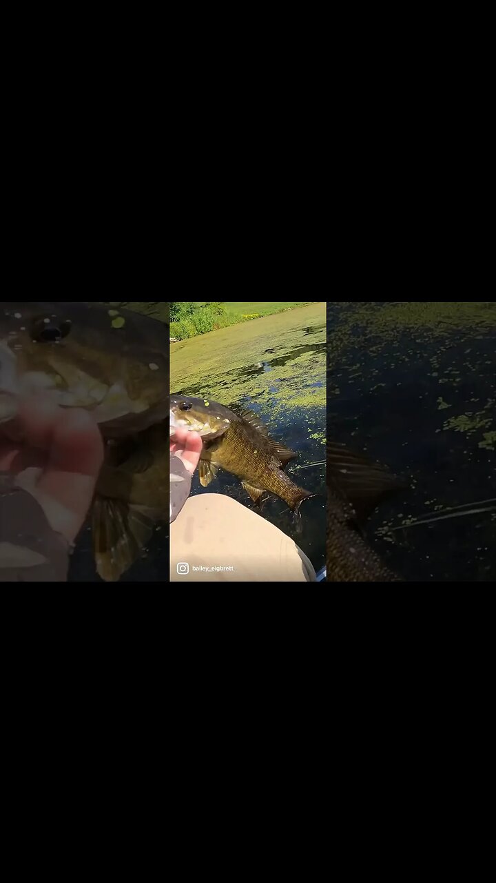 Catching SMALLMOUTH on a Frog in HEAVY Grass?!