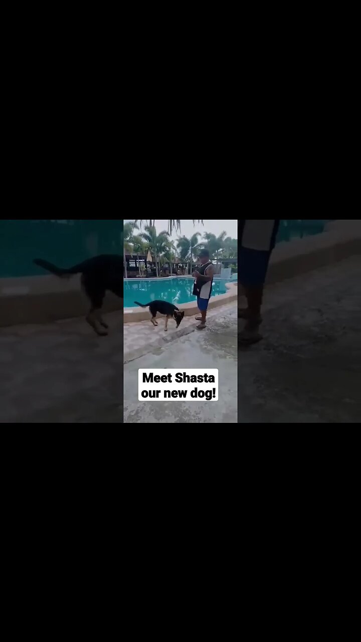 Meet Shasta our new dog!