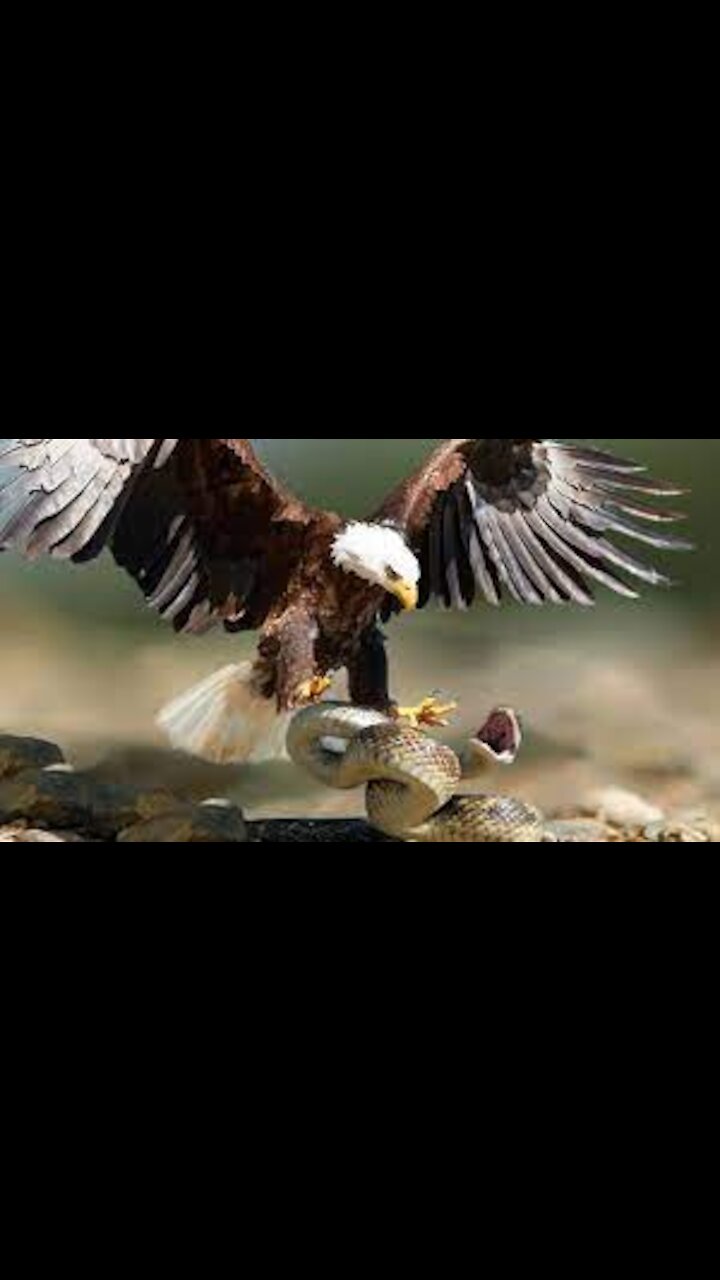Eagle VS Snake!!