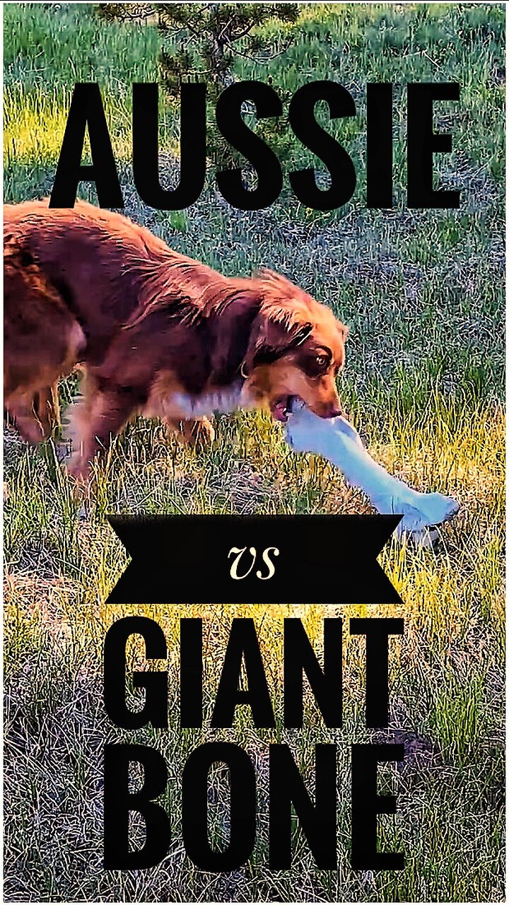 Aussie -vs- Giant Bone