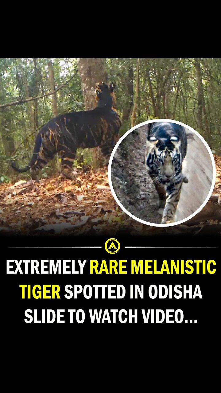 Extremely Rare Melanistic Tiger Spotted in India