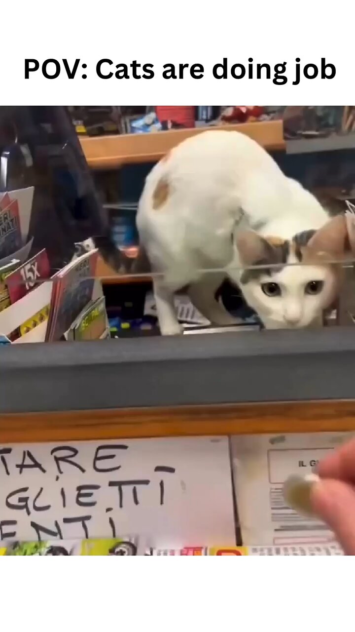 POV: Cats taking multitasking to the next level! 🐾 From house chores to ...