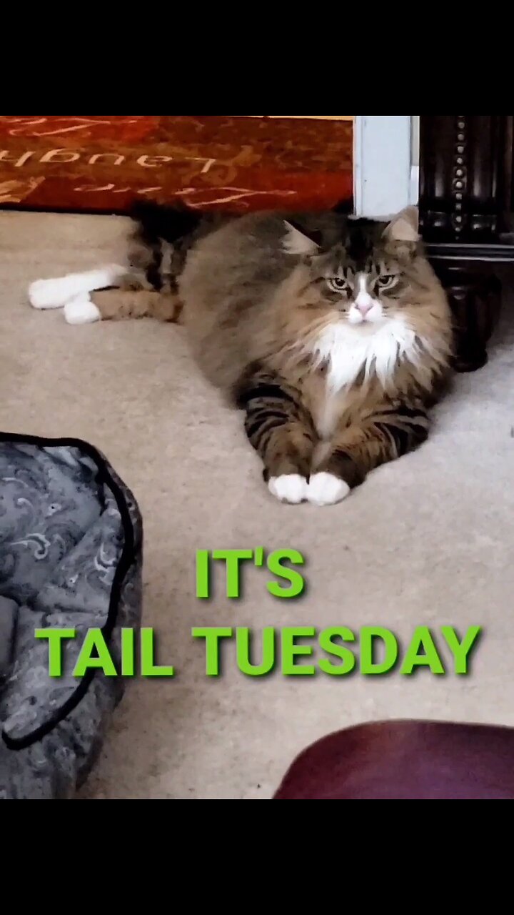 Tail Tuesday (Featuring Petunia The Norwegian Forest Cat)
