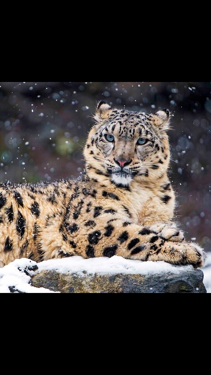 Top 10 most popular and beautiful animals in the world