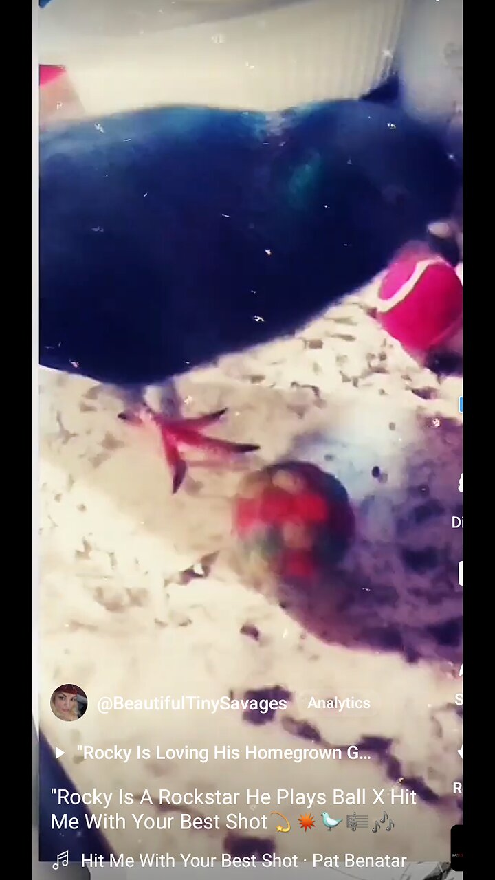 "Rocky Is A Rockstar X Hit Me With Your Best Shot 💥🐦💫🎼🎶 Come See