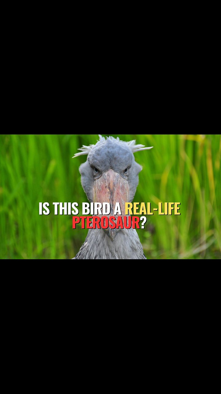 Is This Bird a Real-Life Pterosaur?